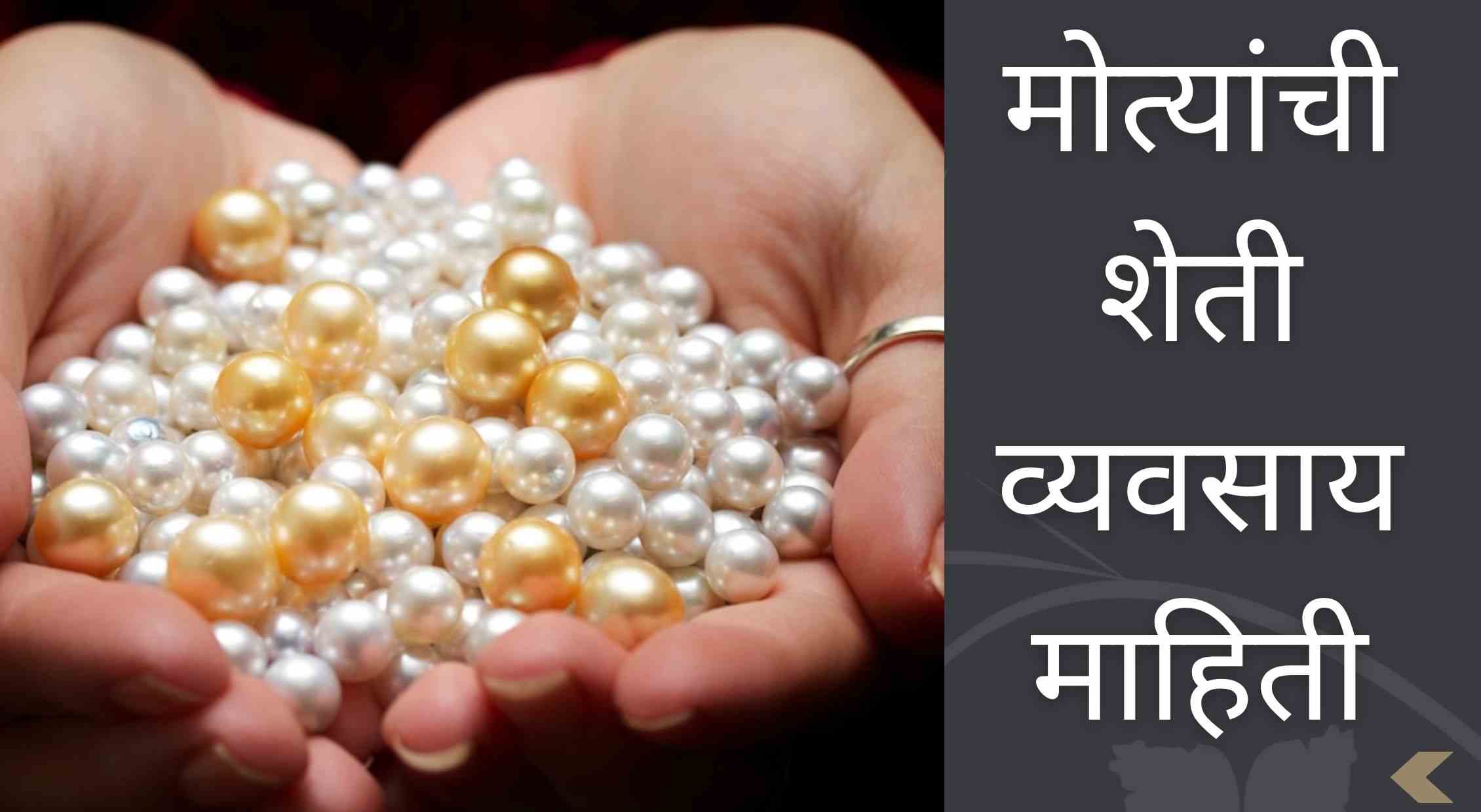 मोत्यांची शेती व्यवसाय माहिती | Motyanchi Sheti Kashi Karavi In Marathi ...