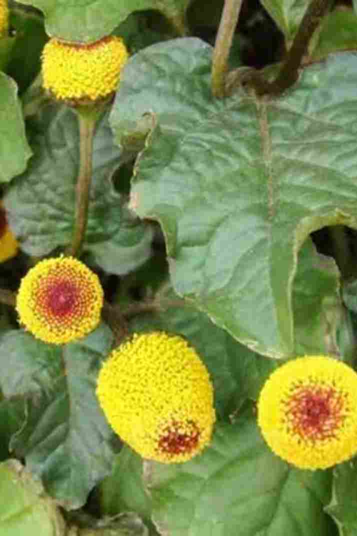 औषधी वनस्पतींची लागवड कशी करावी, औषधी वनस्पती माहिती | How To plant ...